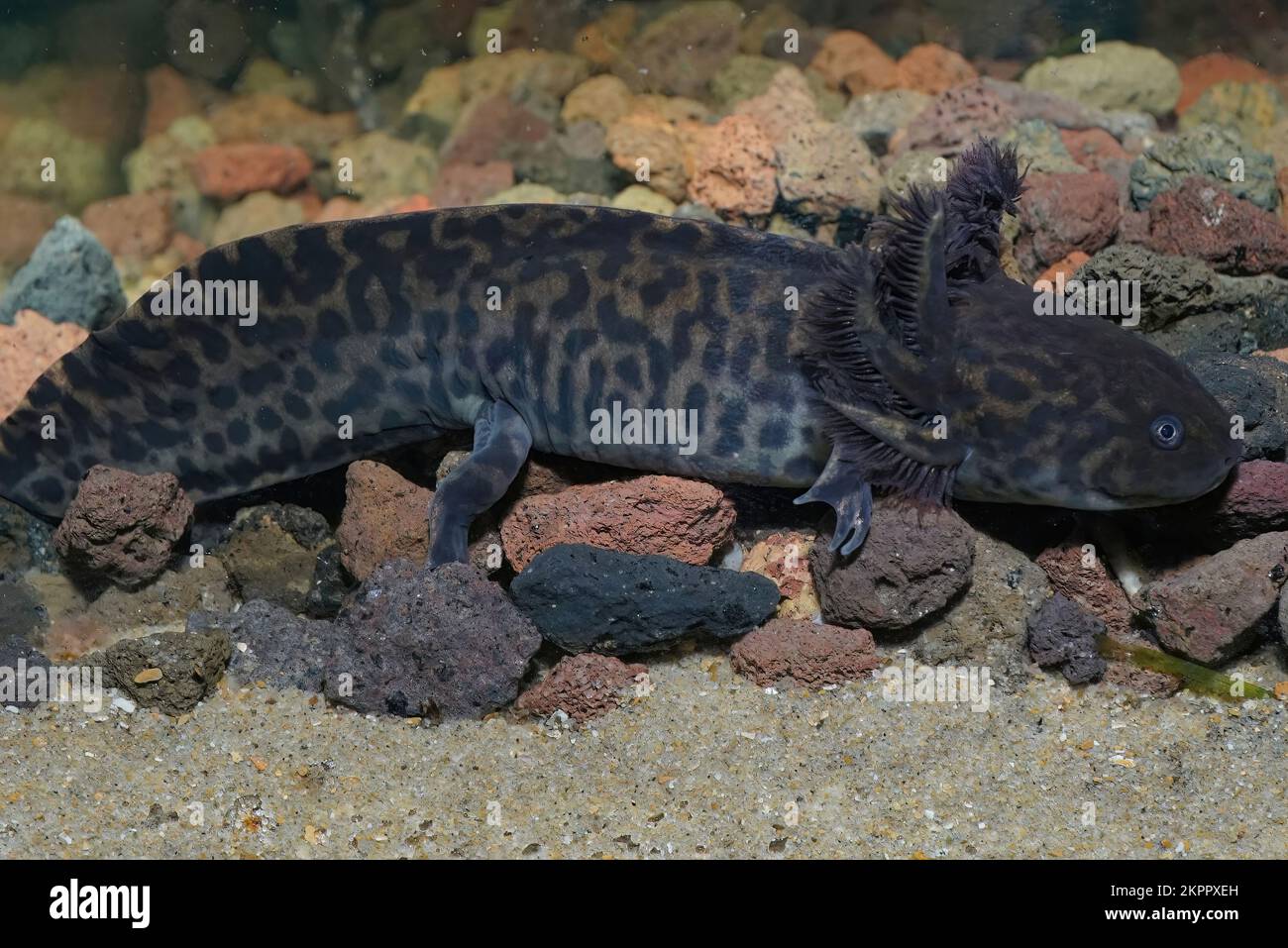 Closeup on adult critically endangered neotenic Anderson's salamander ...