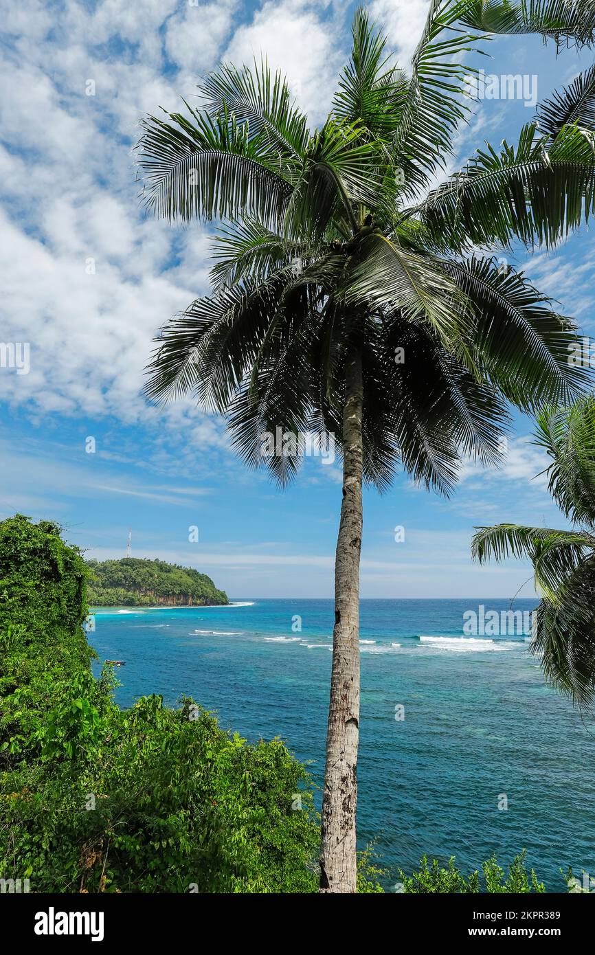 Palm tree & fringing coral reef, off the south west coast of scenic ...