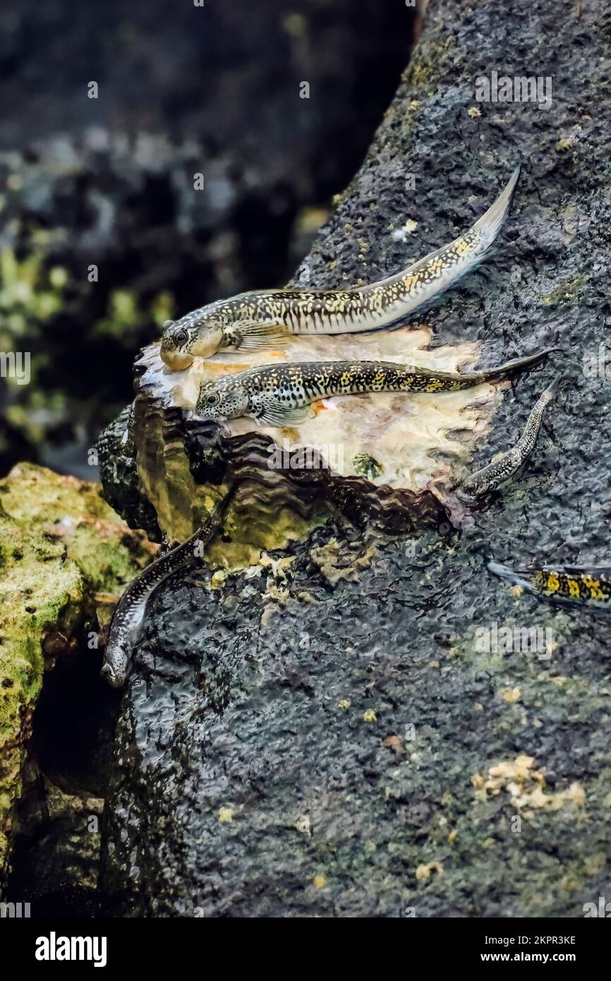 Jumping amphibious fish (rockskippers, leaping blennies), genus Alticus ...