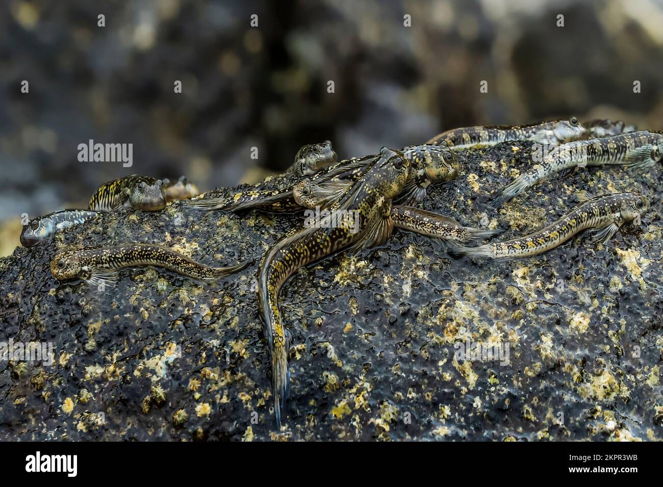 Jumping amphibious fish (rockskippers, leaping blennies), genus Alticus ...