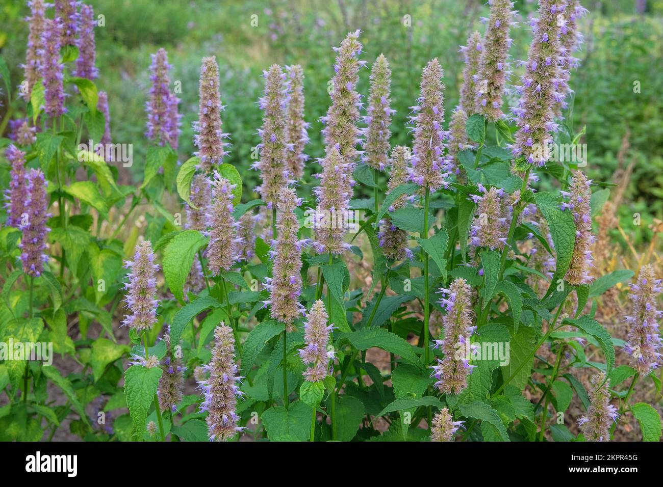 Hyssopus officinalis. Violet flowers on blurred background of green ...