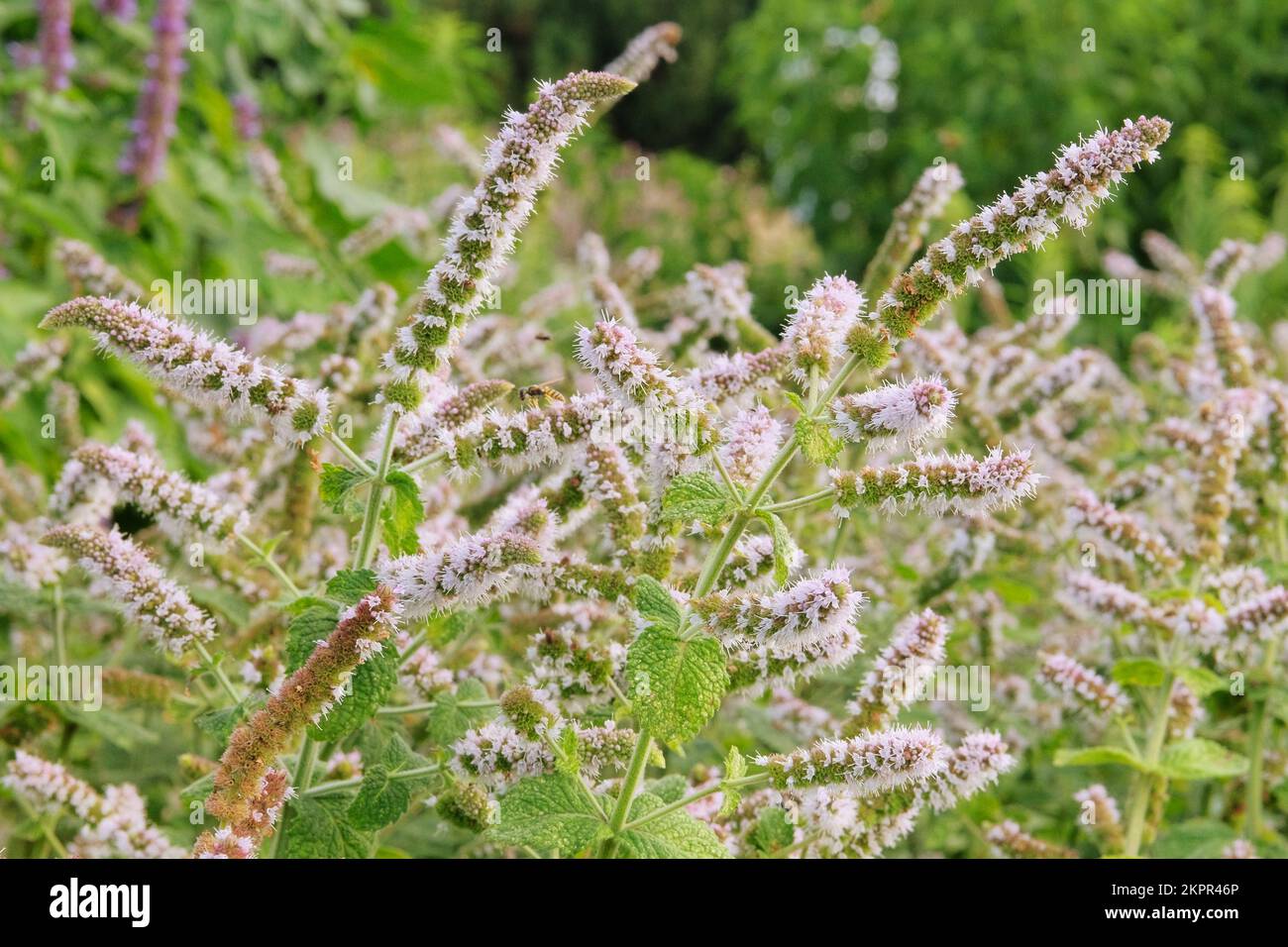 Hyssopus officinalis. Gentle summer flowers on blurred background of ...