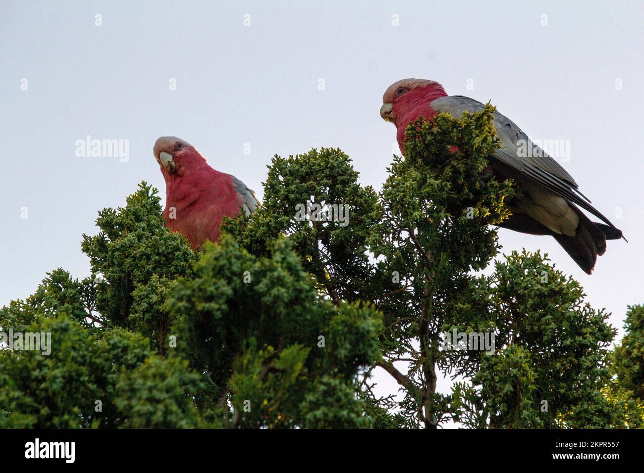 A pair of Australian Galahs (Eolophus roseicapilla) perching on a tree ...