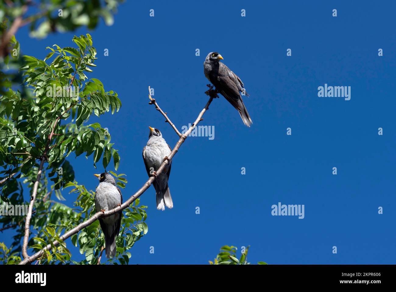 Three Australian Noisy Miners (Manorina melanocephala) perching on the ...