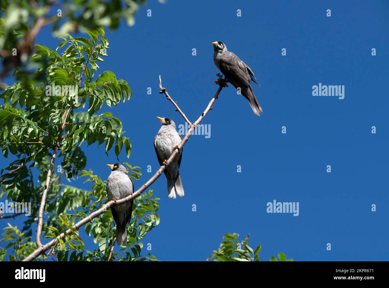 Three Australian Noisy Miners (Manorina melanocephala) perching on the ...
