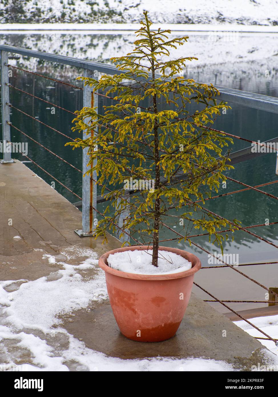 Flower pot with snow Stock Photo - Alamy