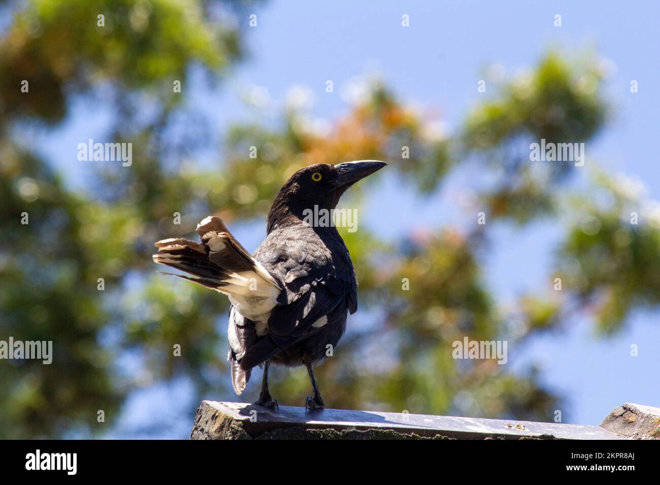 A juvenile Australian Pied Currawong (Strepera graculina) perching on a ...