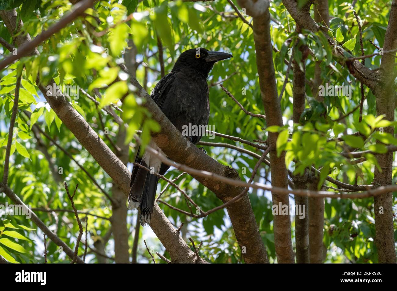 A juvenile Australian Pied Currawong (Strepera graculina) perching on a ...