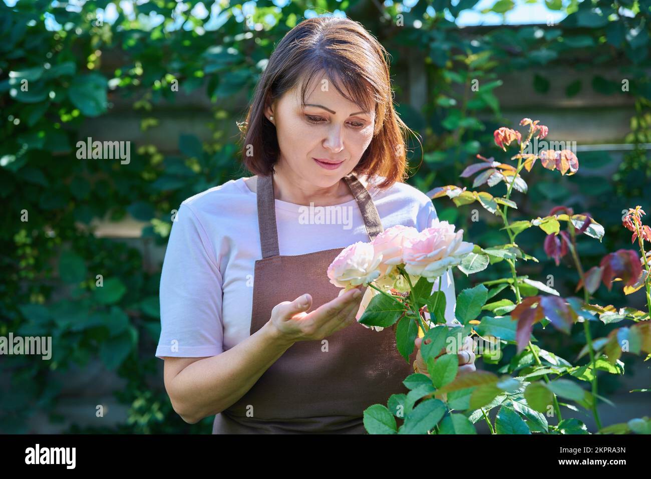 Middle aged female gardener in apron touching blooming rose bush Stock ...