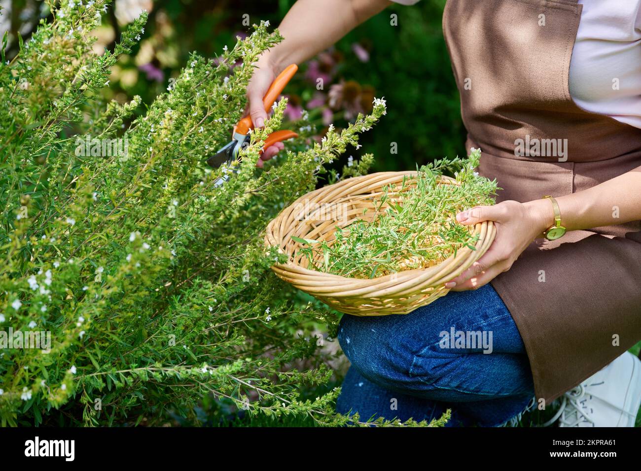 Picking thyme leaves plant hi-res stock photography and images - Alamy