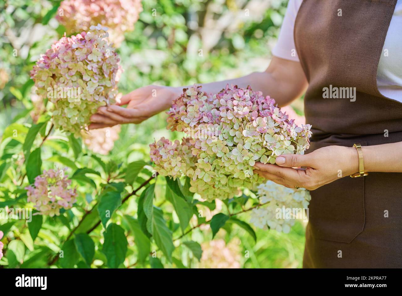 Branches with blooming panicled hydrangea, woman's hands touching ...