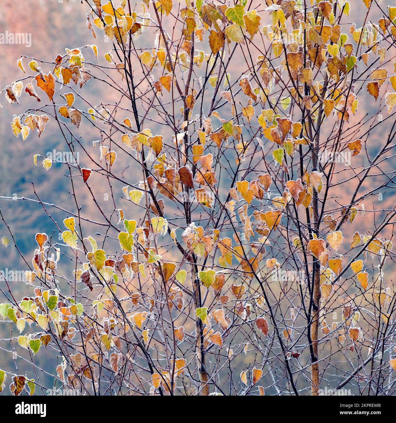 Autumn deciduous woodland containing many Birch trees in the beautiful ...