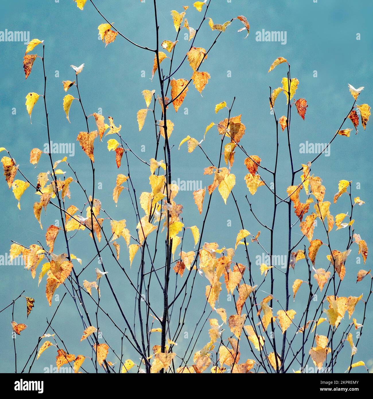 Autumn deciduous woodland containing many Birch trees in the beautiful ...
