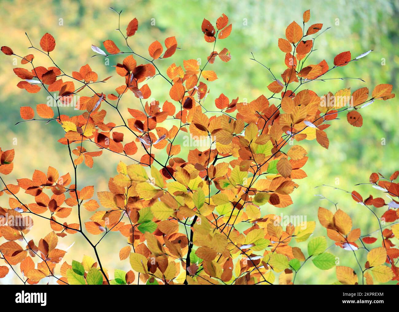 Bronze foliage hi-res stock photography and images - Alamy