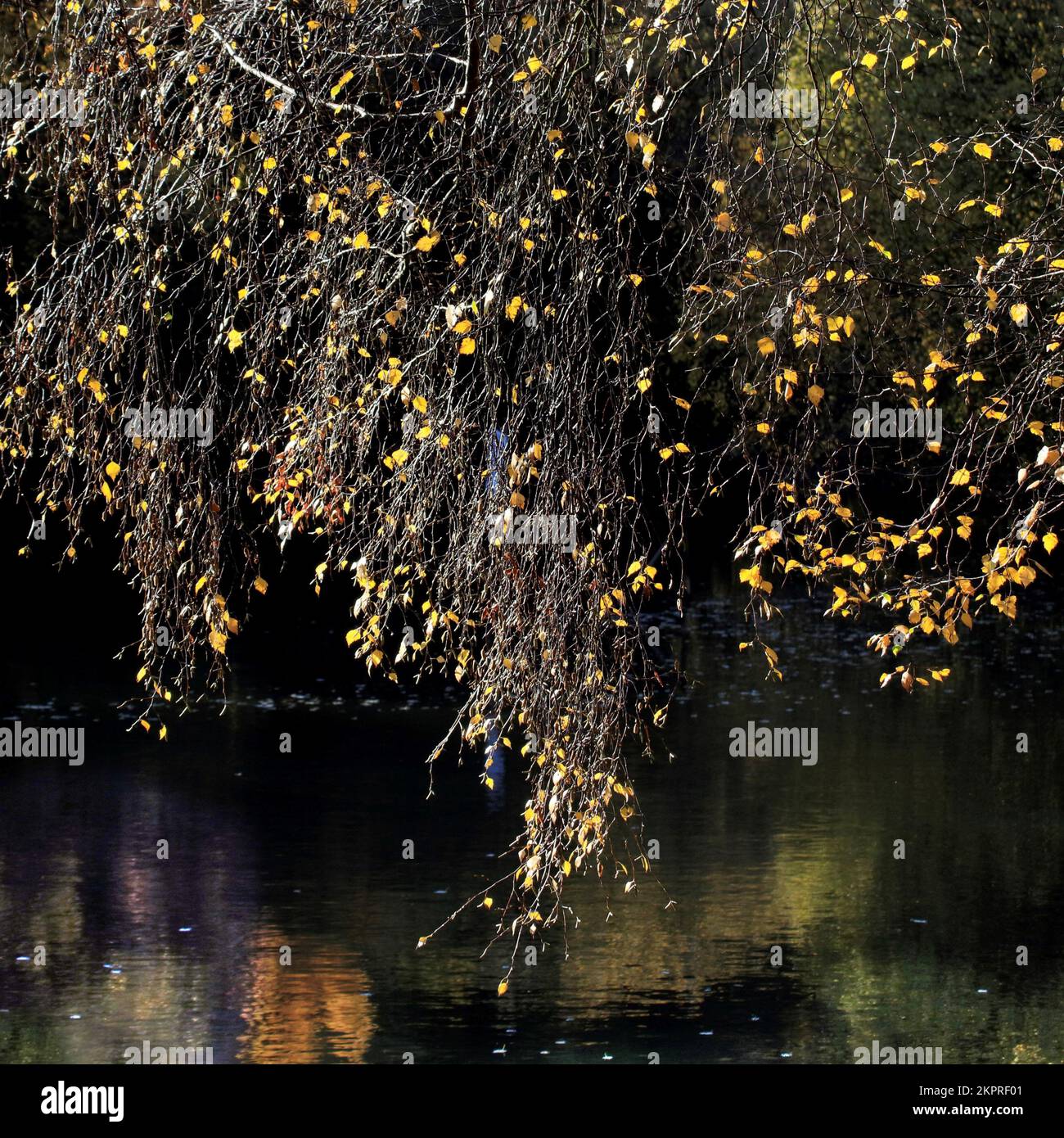 Pendulous Silver Biirch tree branches overhang the waters of a woodland ...