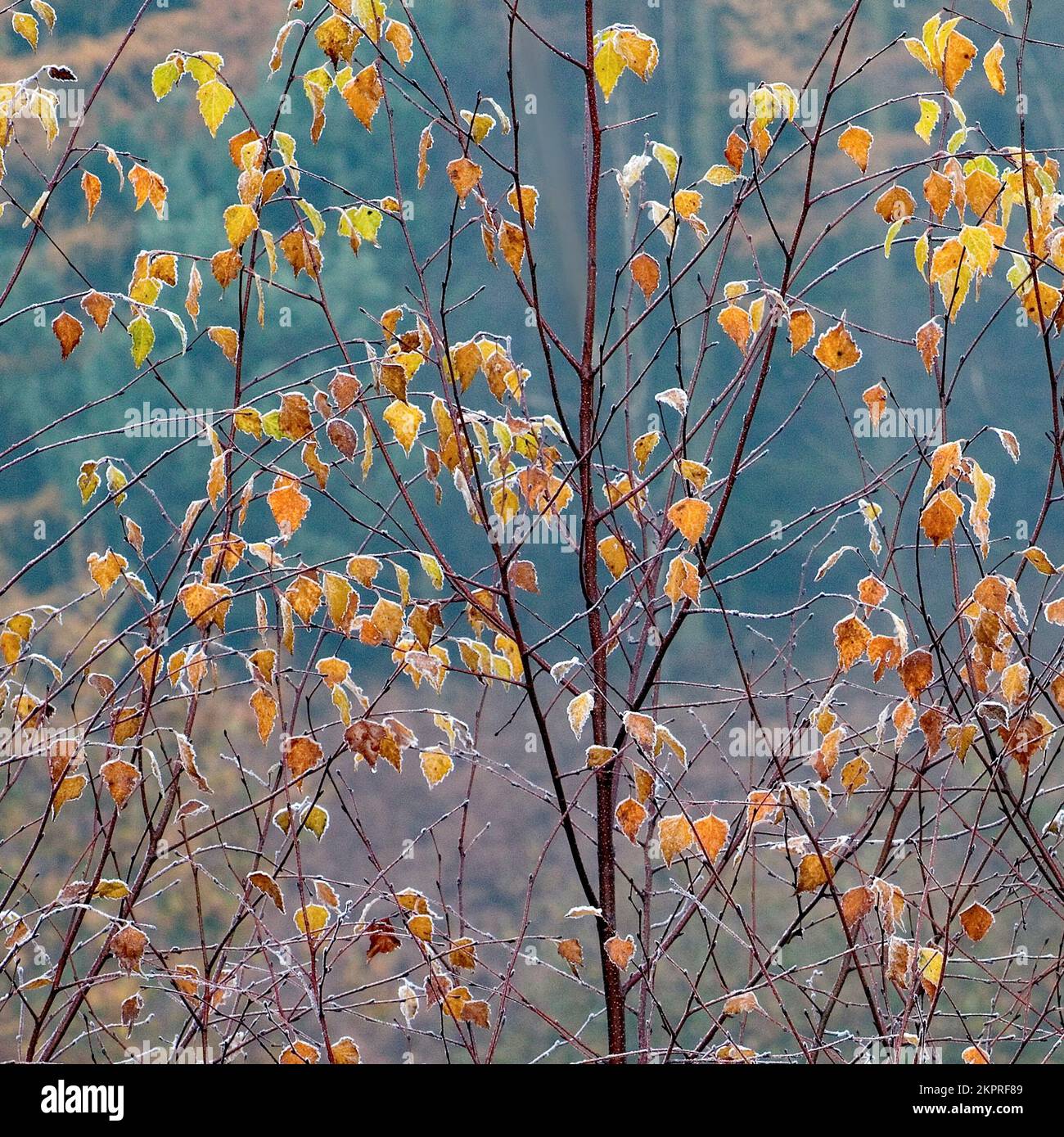 Autumn deciduous woodland containing many Birch trees in the beautiful ...