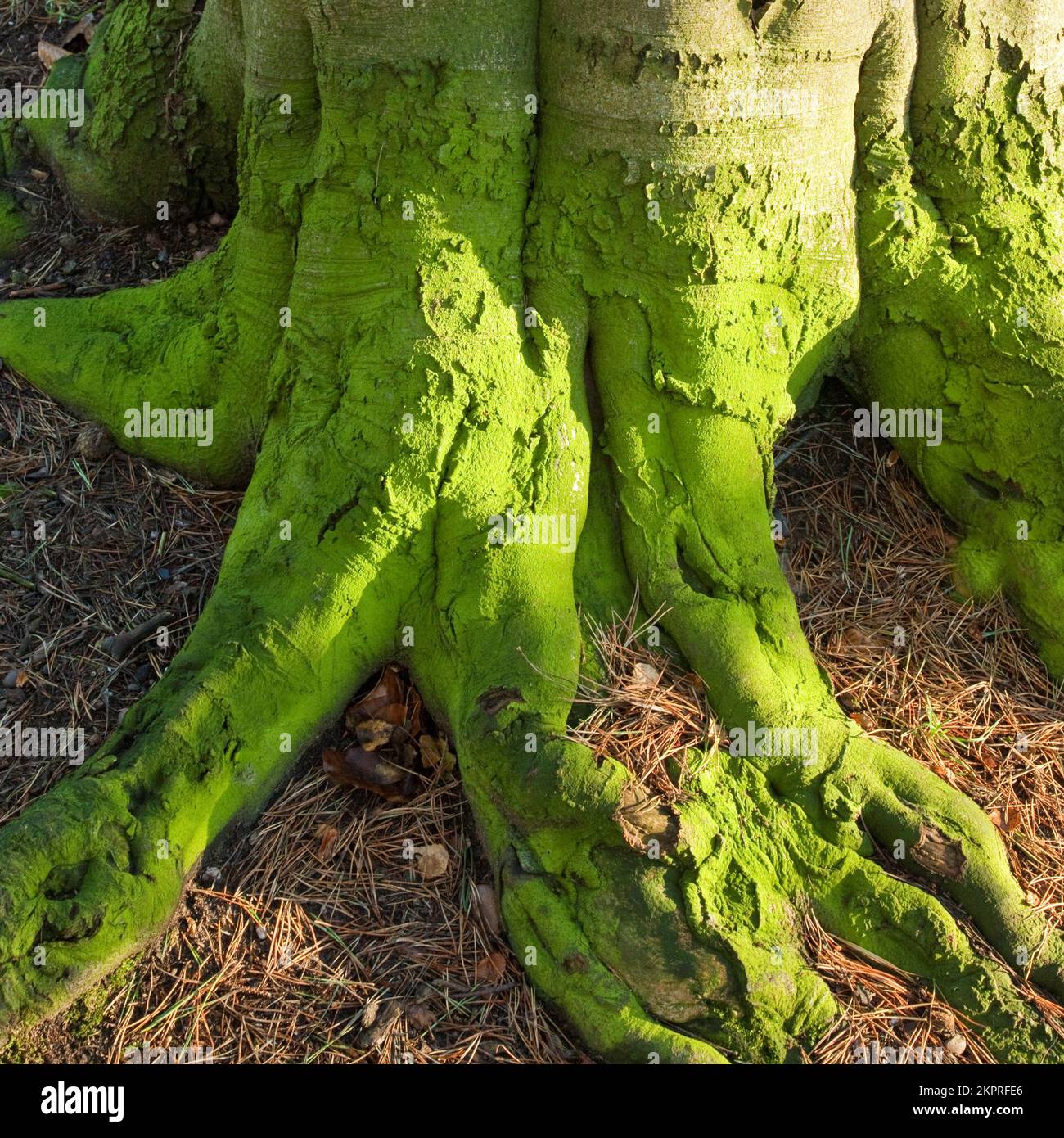 Moss covered foot of Beech tree in late autumn November on Cannock ...