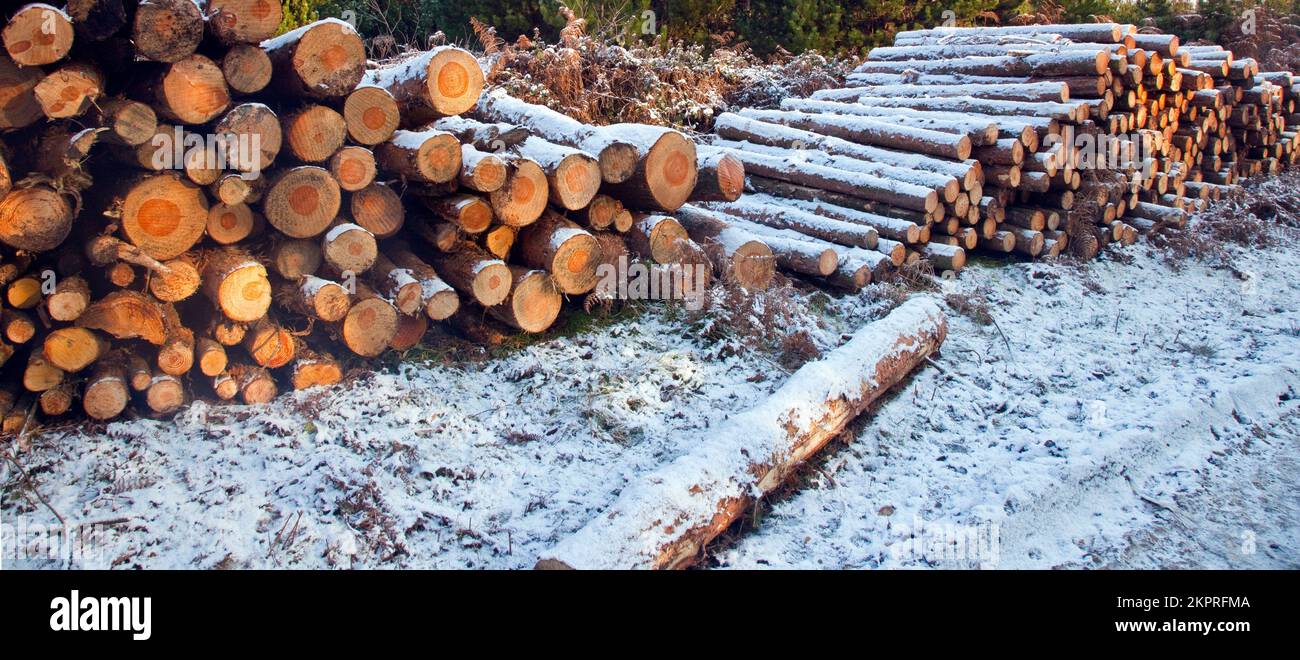 Planting pine trees in winter hi-res stock photography and images - Alamy
