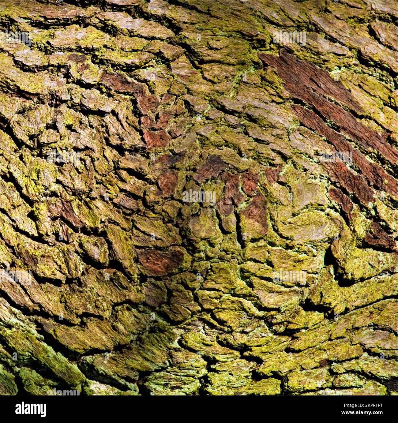 Close up bark Oak tree trunk in late winter Cannock Chase Country Park ...