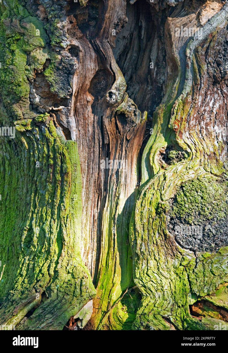 Oak tree trunks and bark detail in late winter Ancient Oak Forest ...