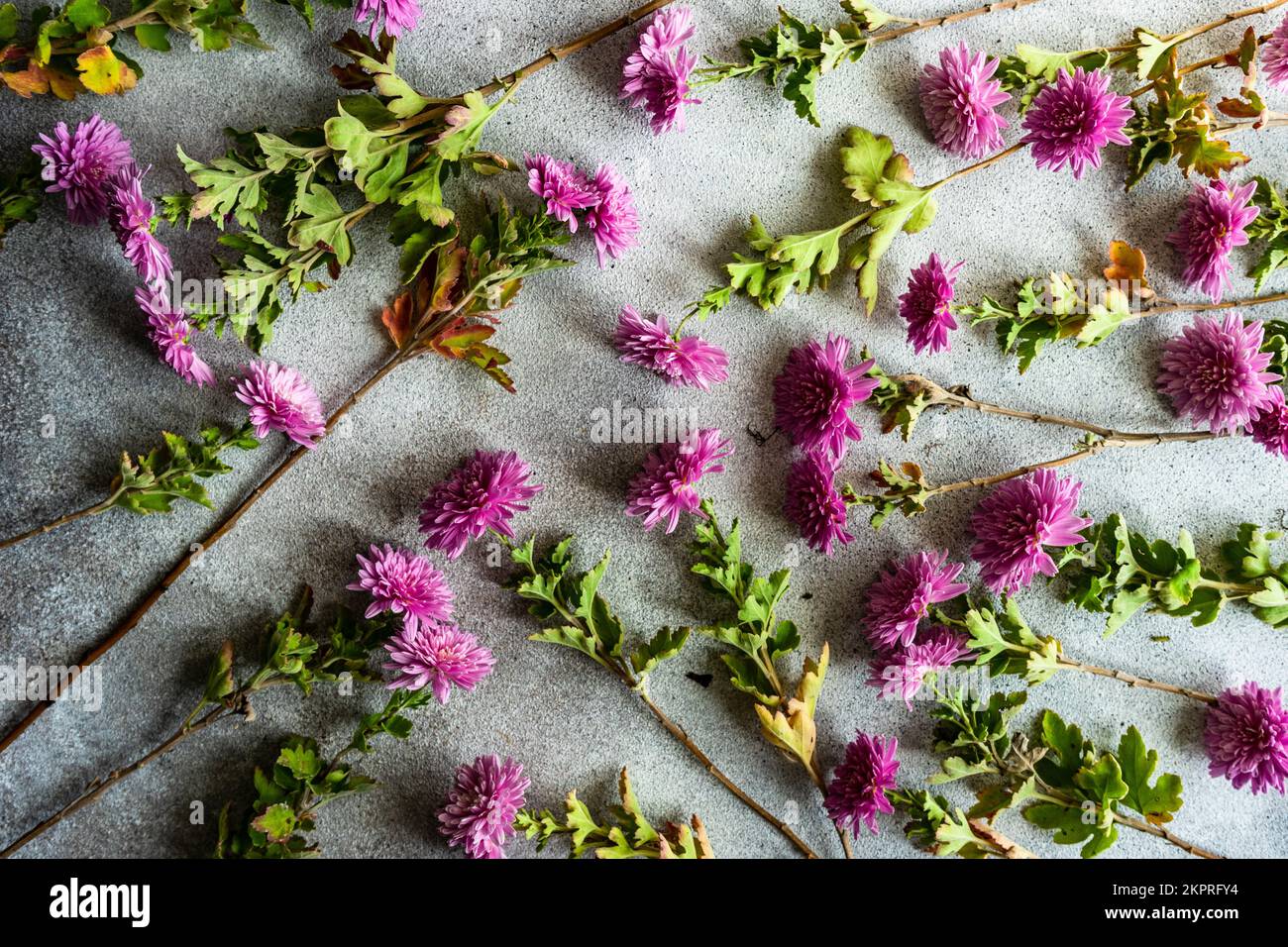 Overhead view of purple Chrysanthemum flower stems arranged on a grey ...