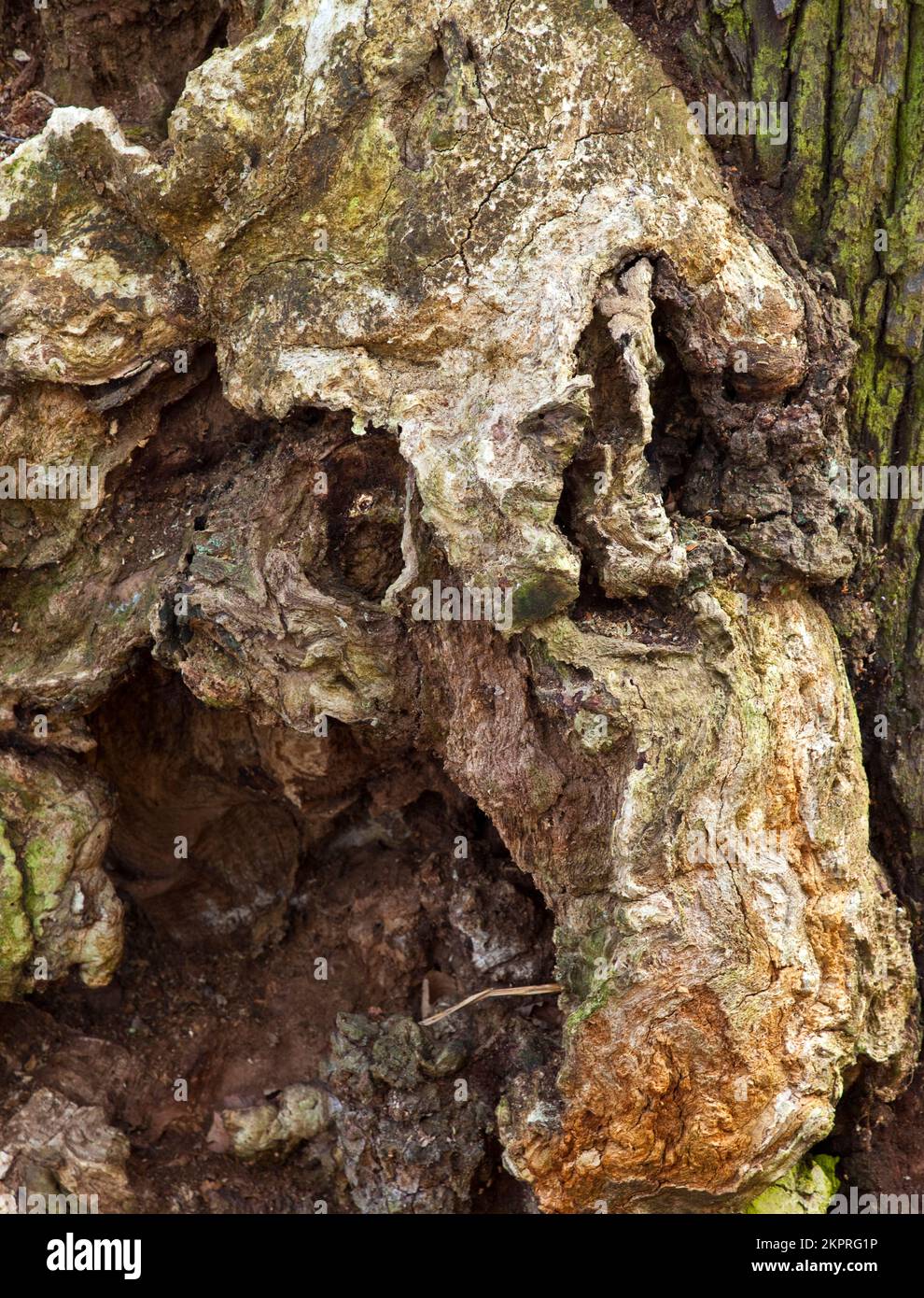 Gnarled trunk (resembling Elephant Head) of ancient oak tree April ...