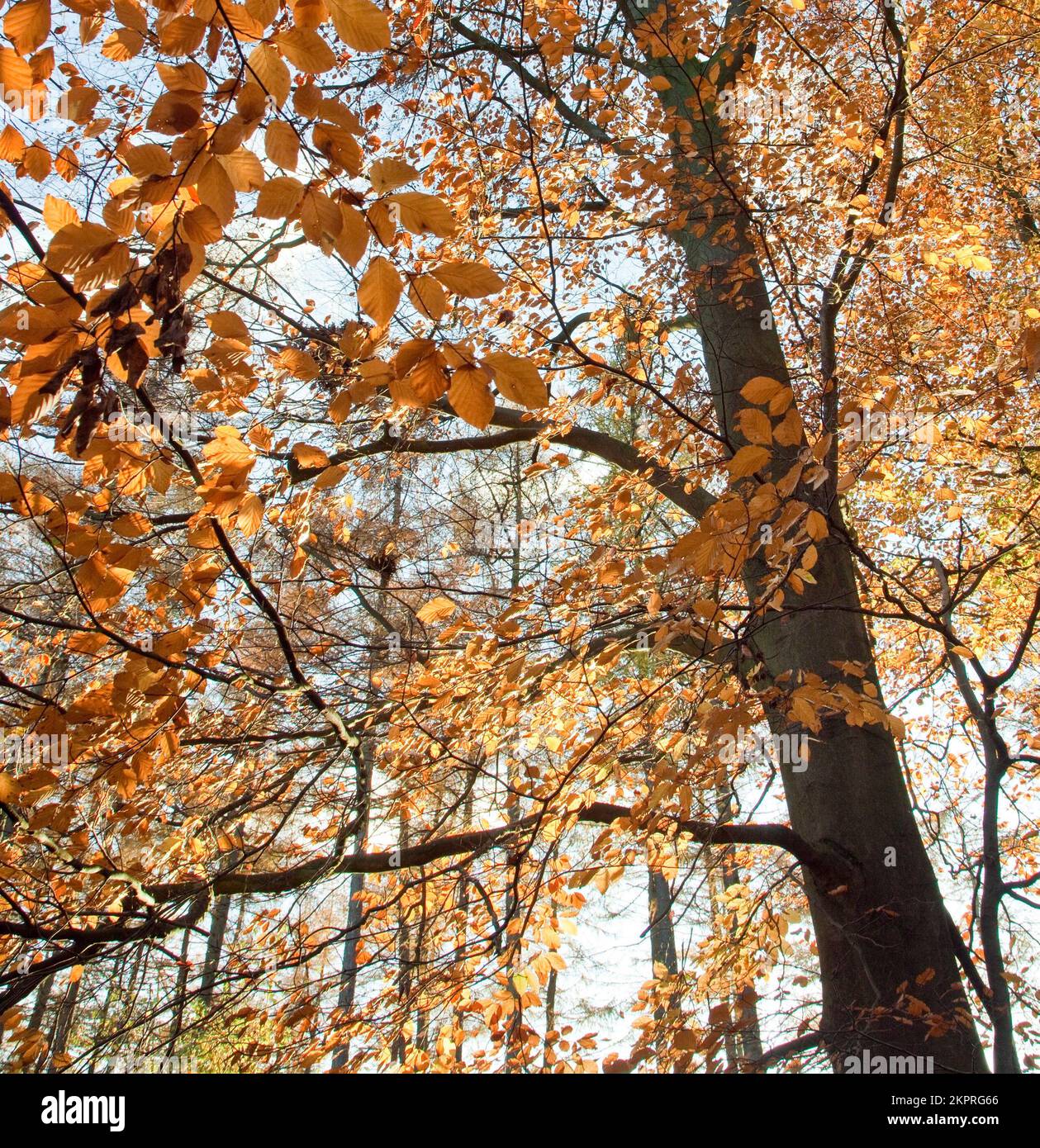 Autumn colour from Beech trees Cannock Chase Country Park AONB (area of ...