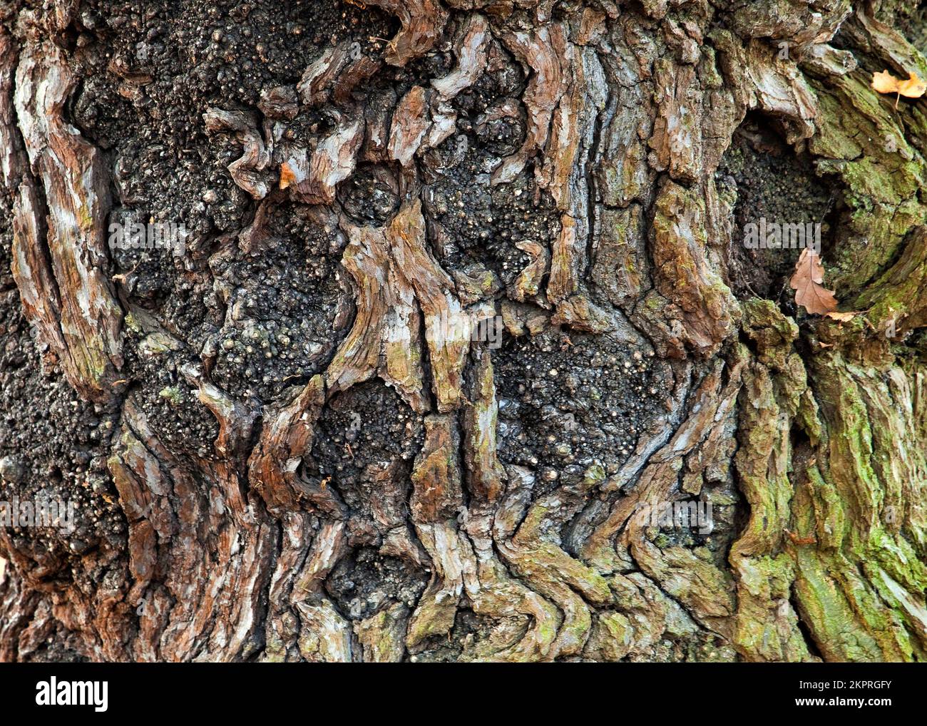 Ancient Oak Woodland close up details of trees Cannock Chase AONB (area ...