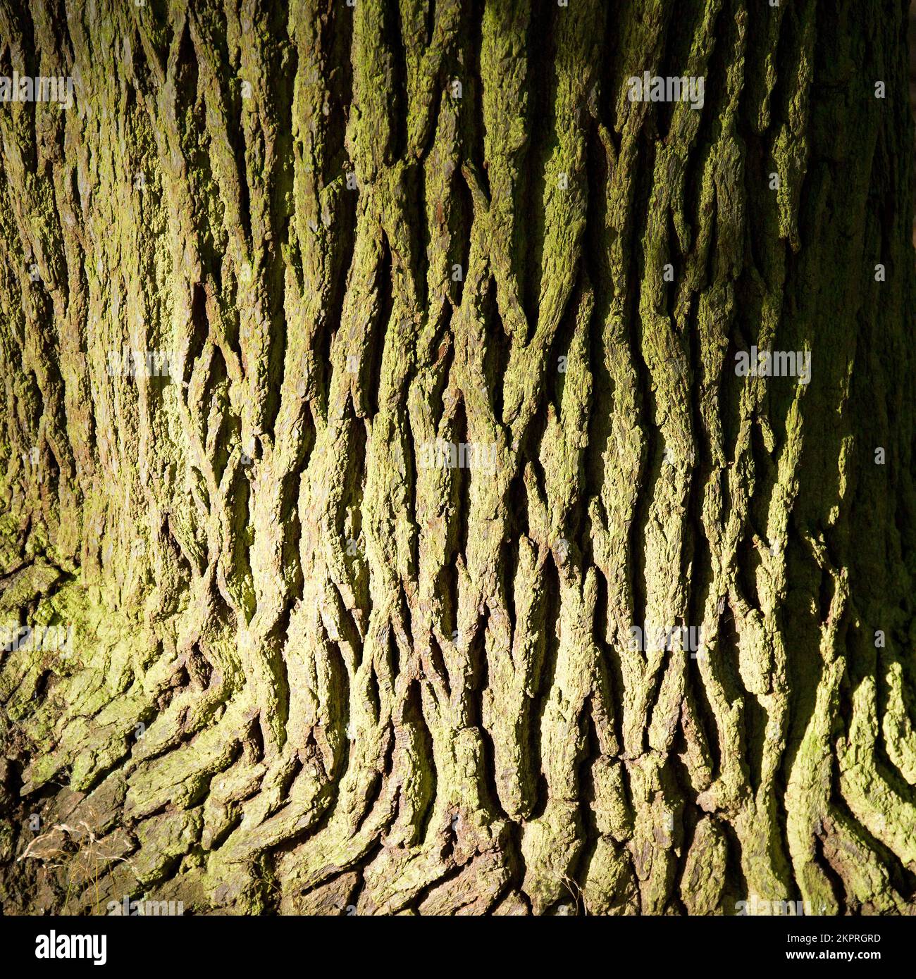 Ancient oak woodland a former medieval royal hunting forest with living ...