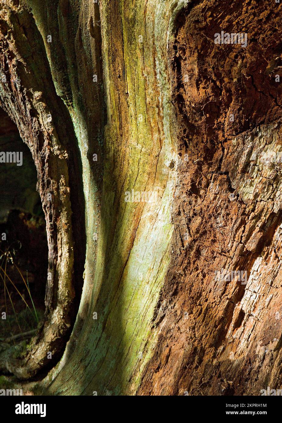 Ancient oak woodland a former medieval royal hunting forest with living ...