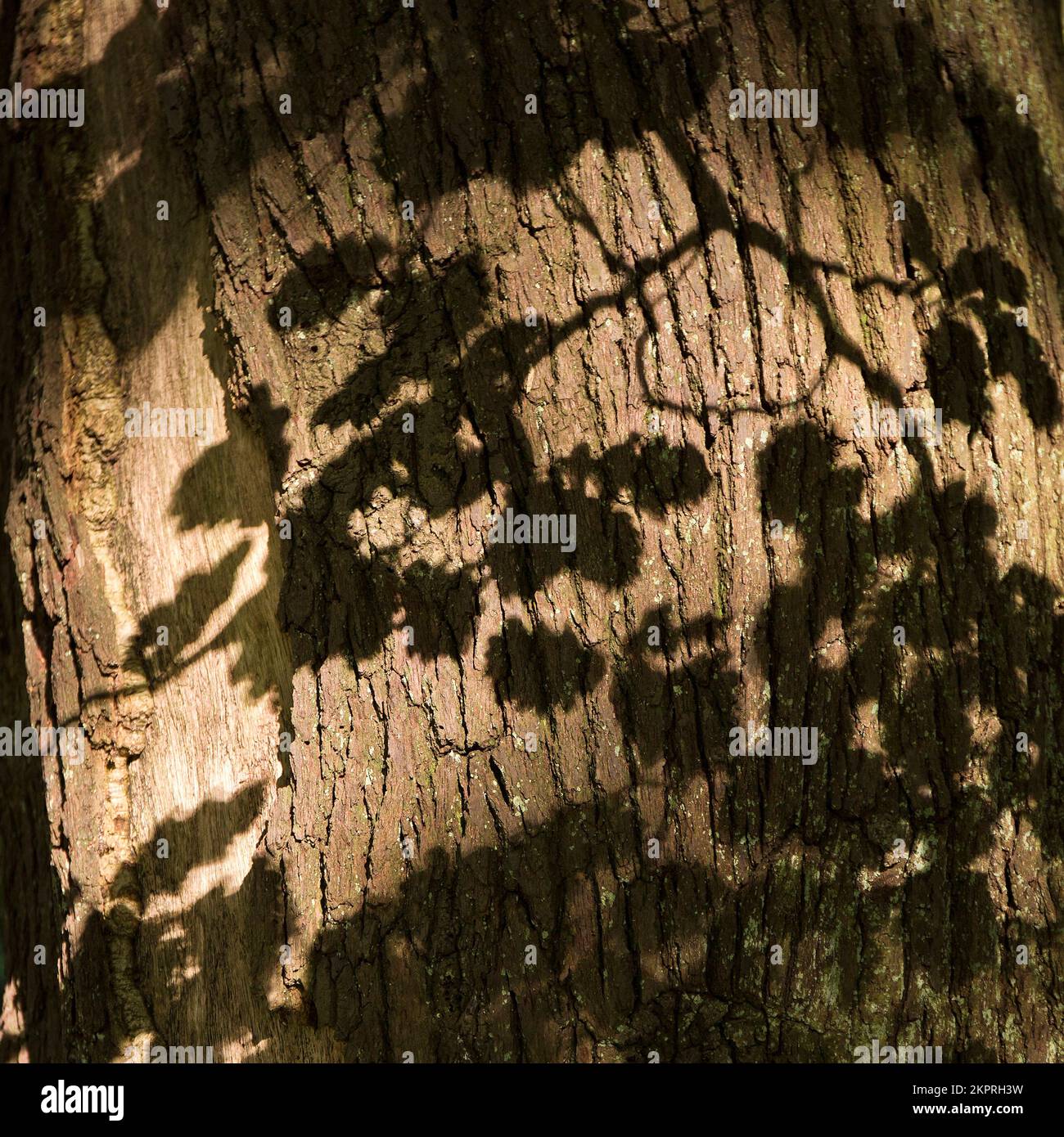 Leaf shades on Oak tree trunk in ancient oak woodland a former medieval ...