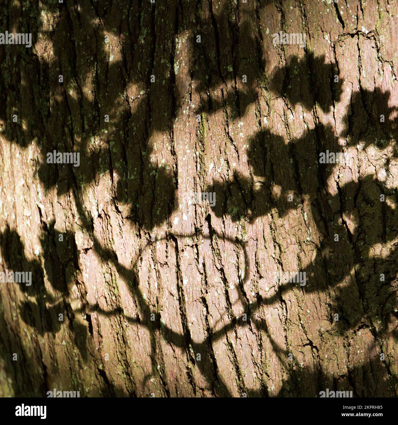 Leaf shades on Oak tree trunk in ancient oak woodland a former medieval ...