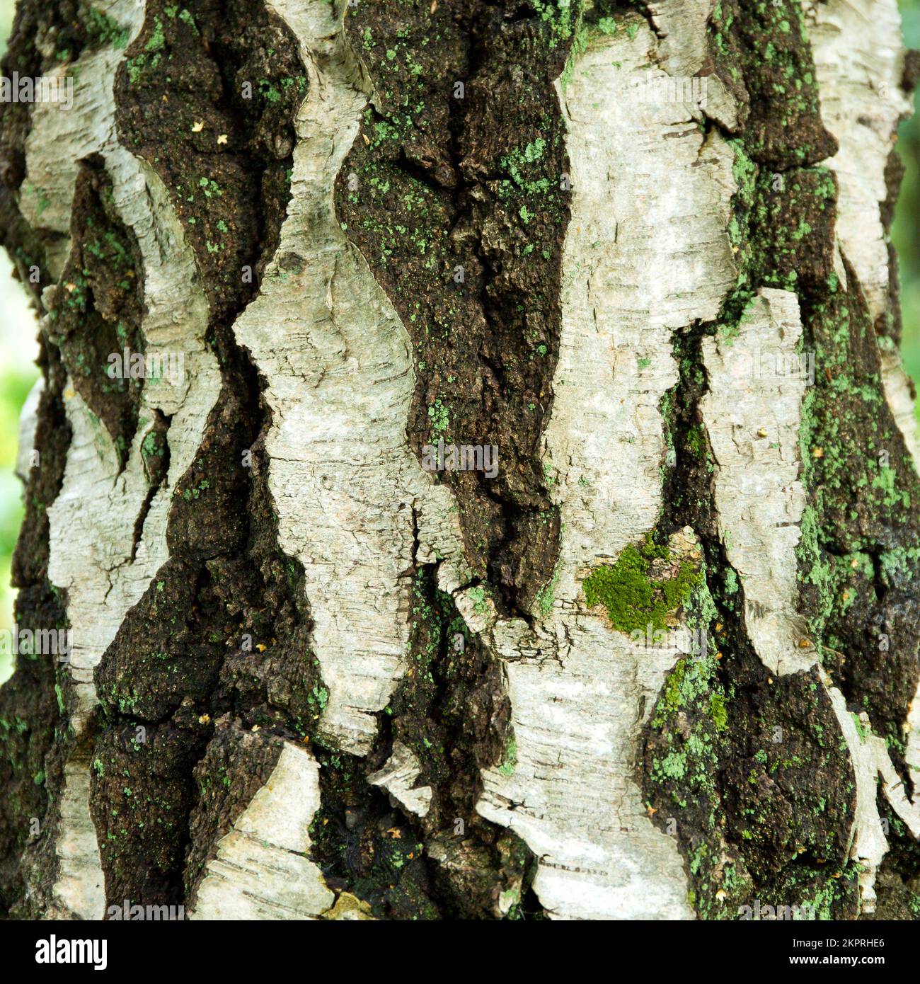 Beautiful Birch patterns and textures on tree trunk in Ancient Oak ...