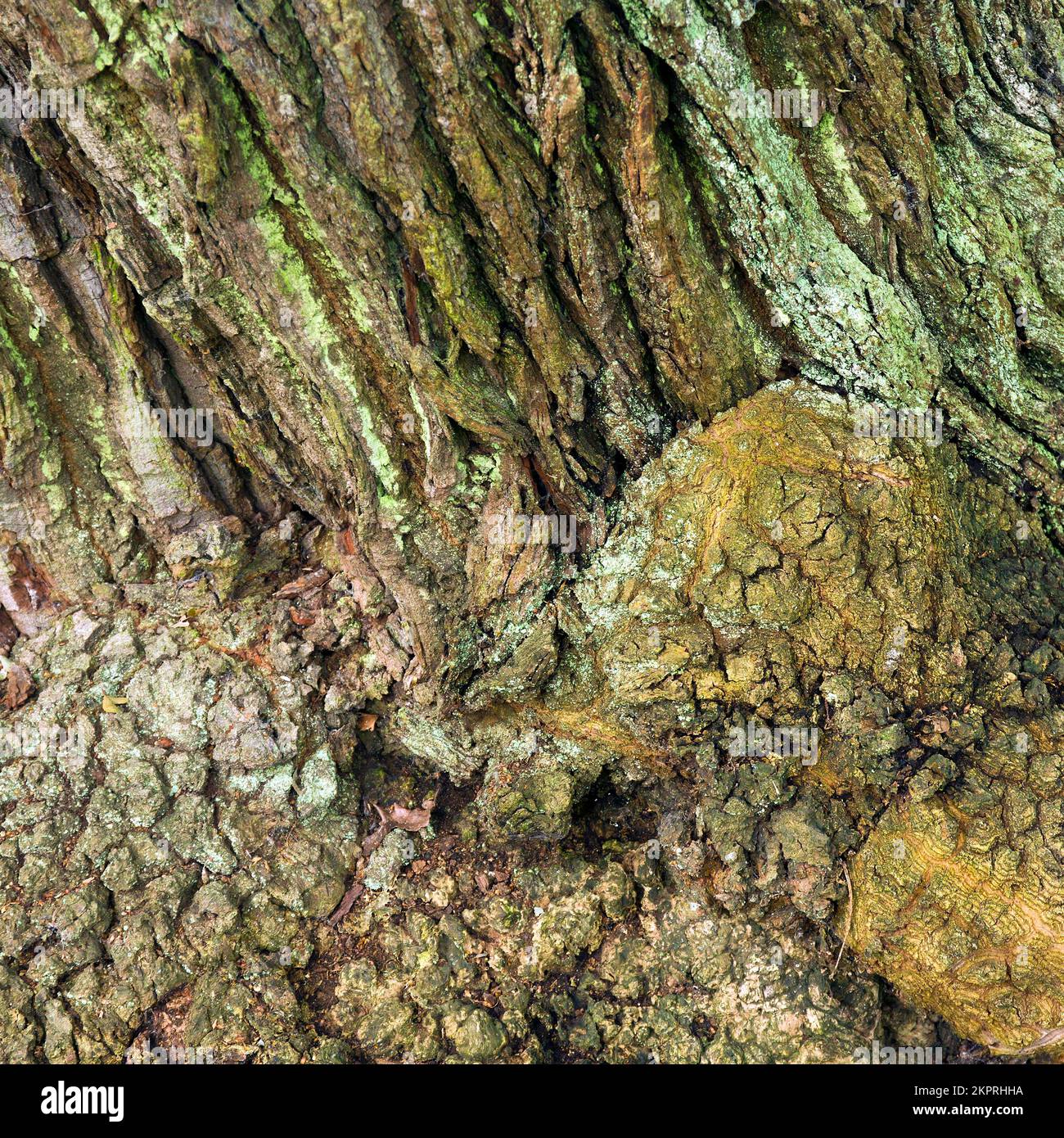 Base of old oak tree in Ancient Oak woodland a former medieval royal ...
