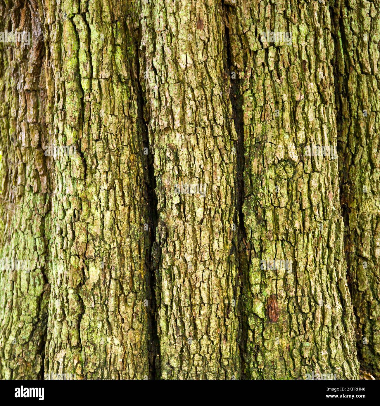 Beautiful colours patterns and textures on tree trunk in Ancient Oak ...