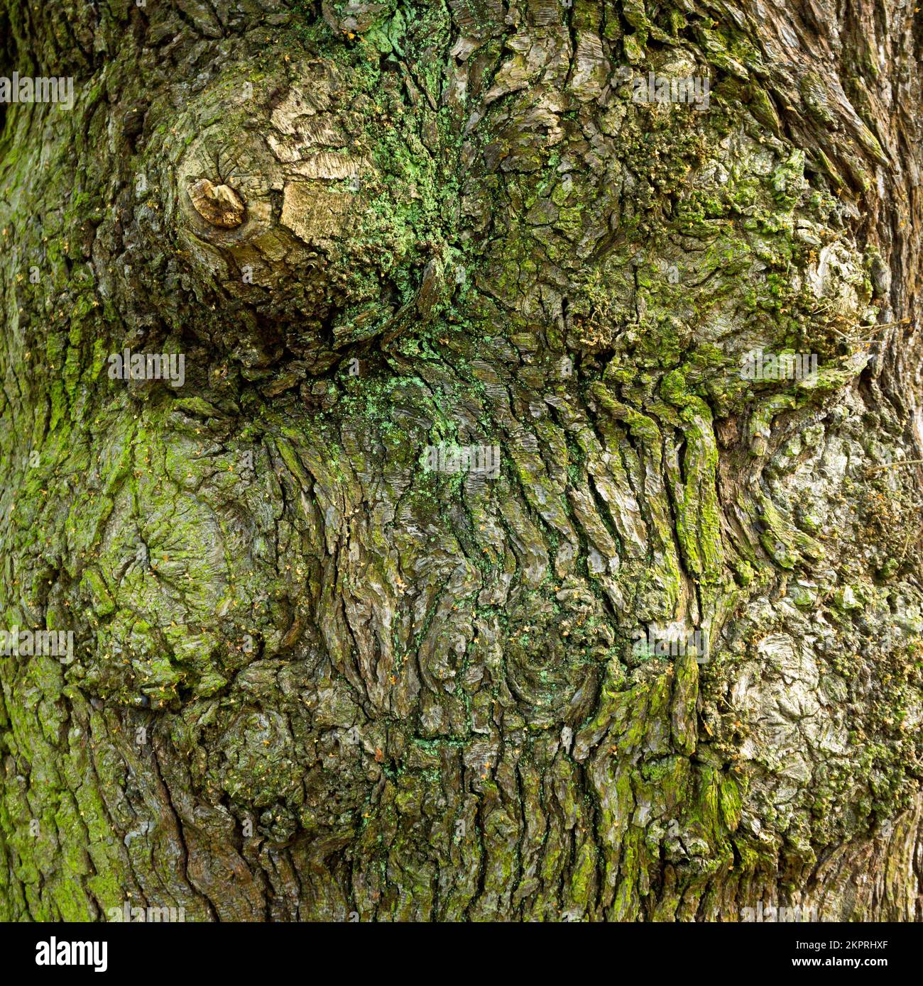 Beautiful colours patterns and textures on tree trunk in Ancient Oak ...