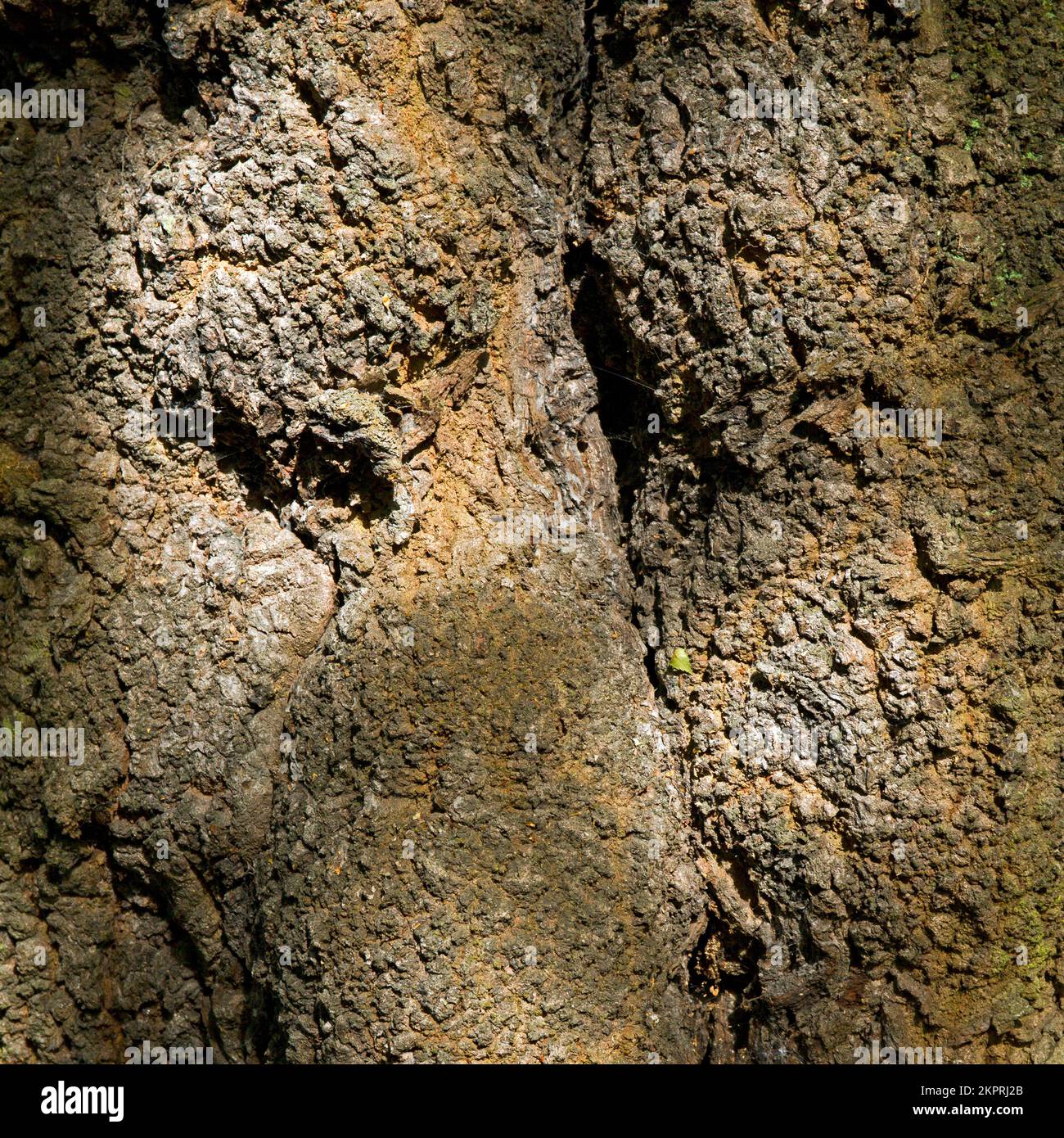 Beautiful colours patterns and textures on tree trunk in Ancient Oak ...