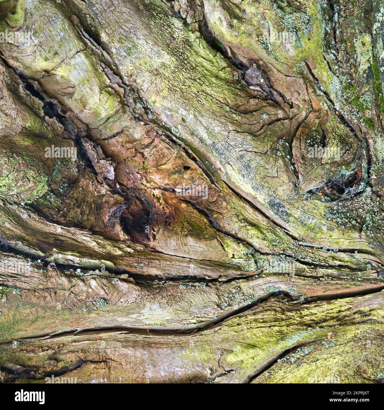 Beautiful colour, pattern, and texture of Oak tree remnant in Ancient ...