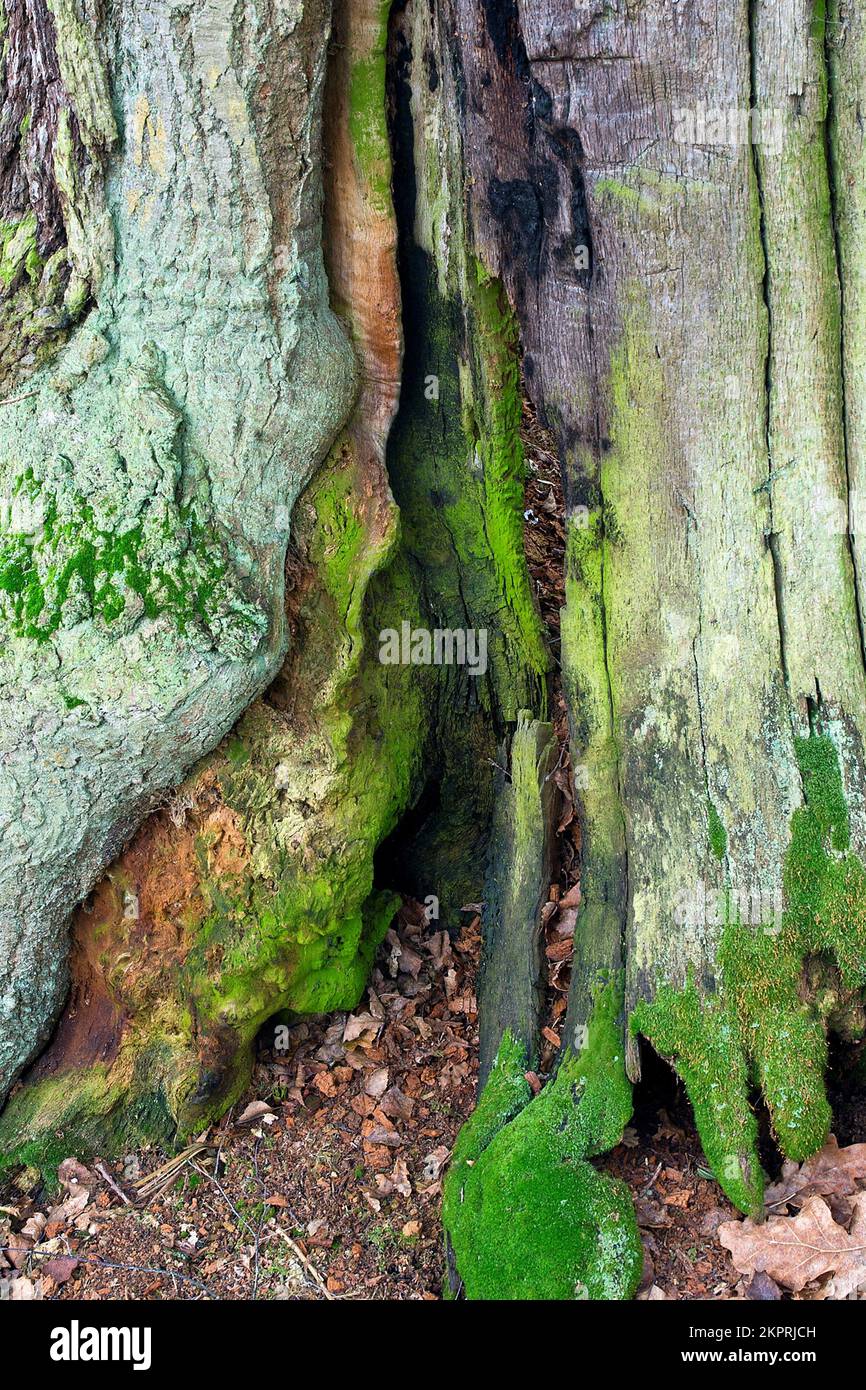 Lichen covered Oak tree stump with texture colour and shape of old Oak ...