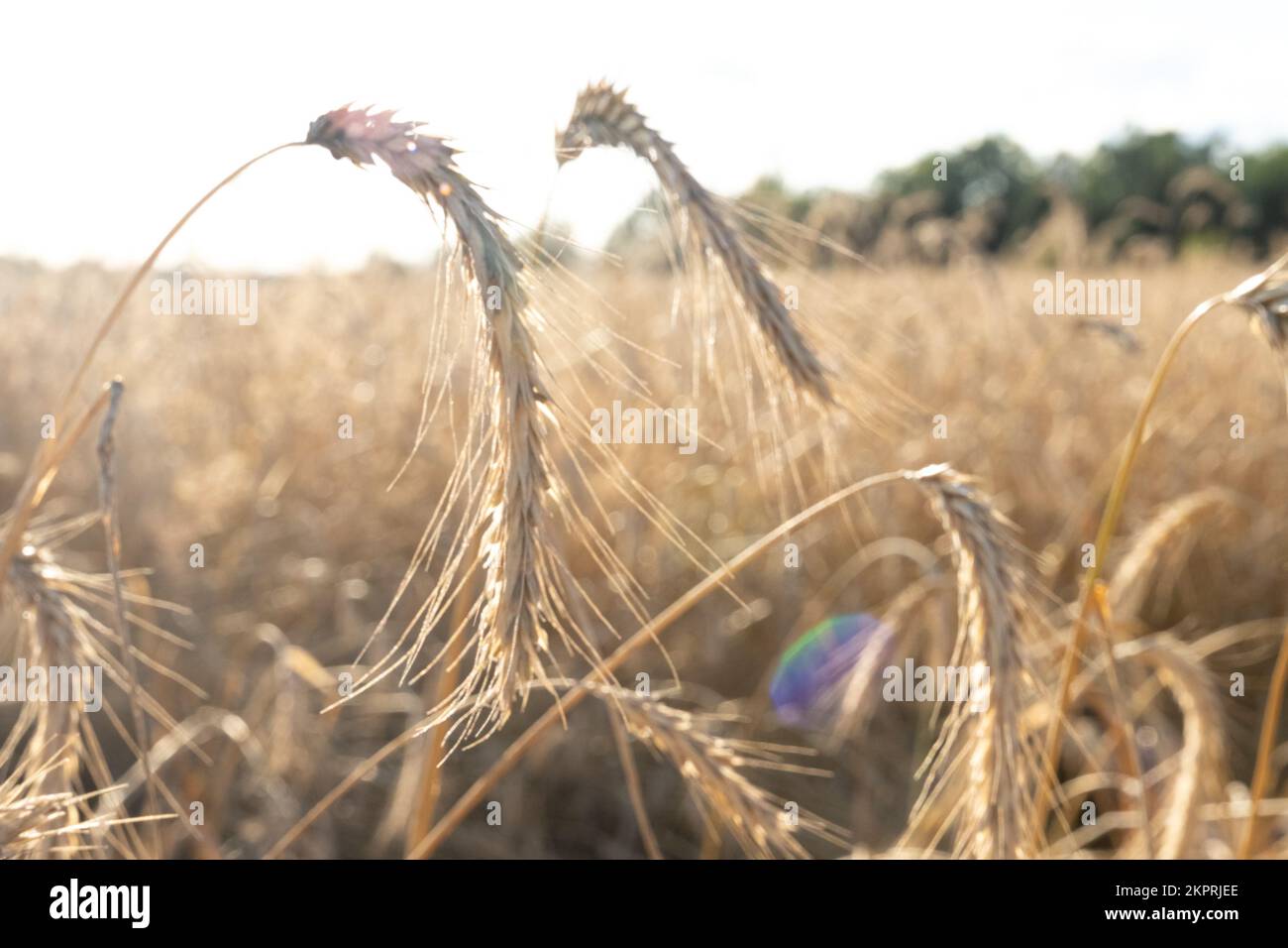 Agriculture. Rye harvest. Ripe ears of rye in the field Stock Photo - Alamy