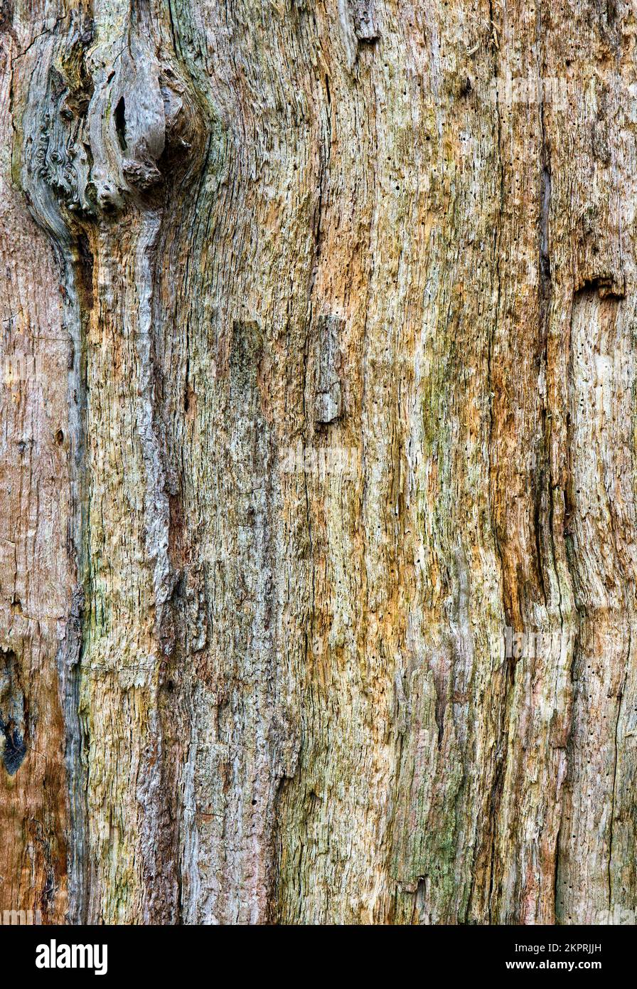 Close up detail of texture, colour and shape of old Oak tree trunk in ...