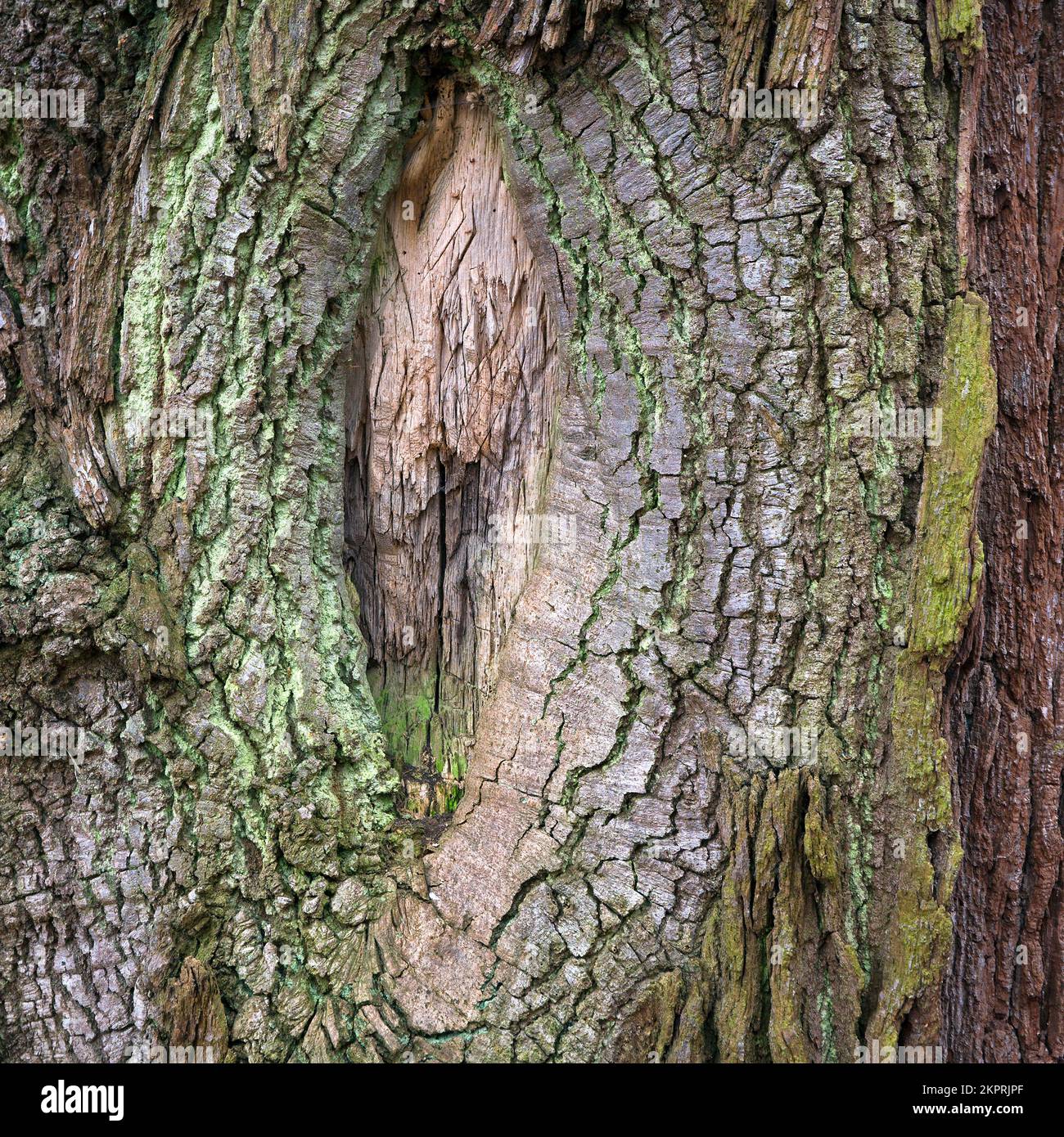 Close up detail of texture colour and shape of old Oak tree trunk in ...