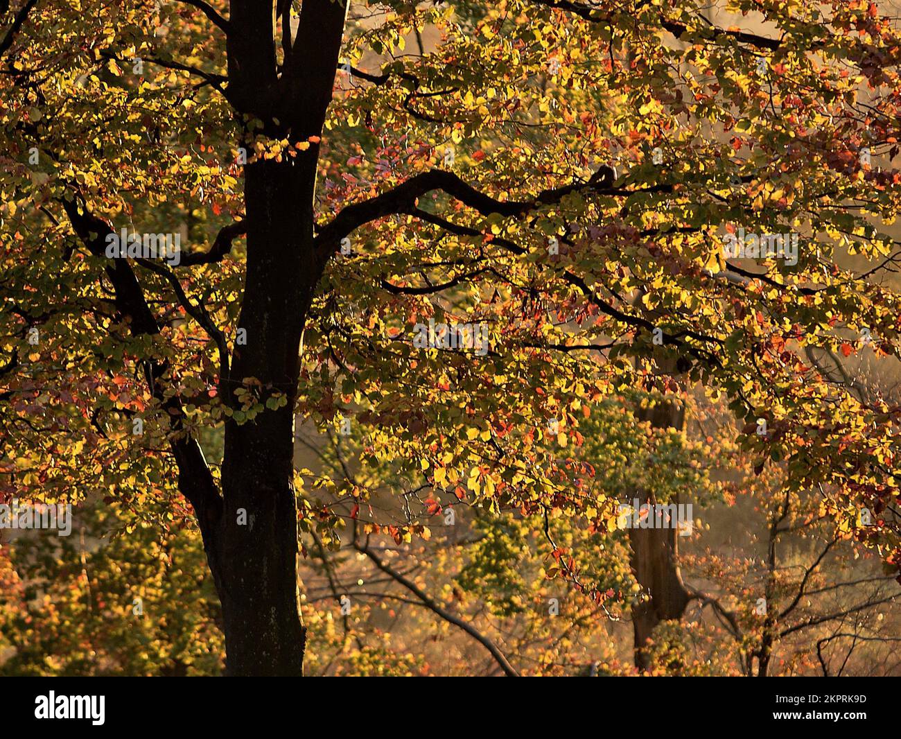 Woodland in autumn showing beauty in nature with striking patterns ...