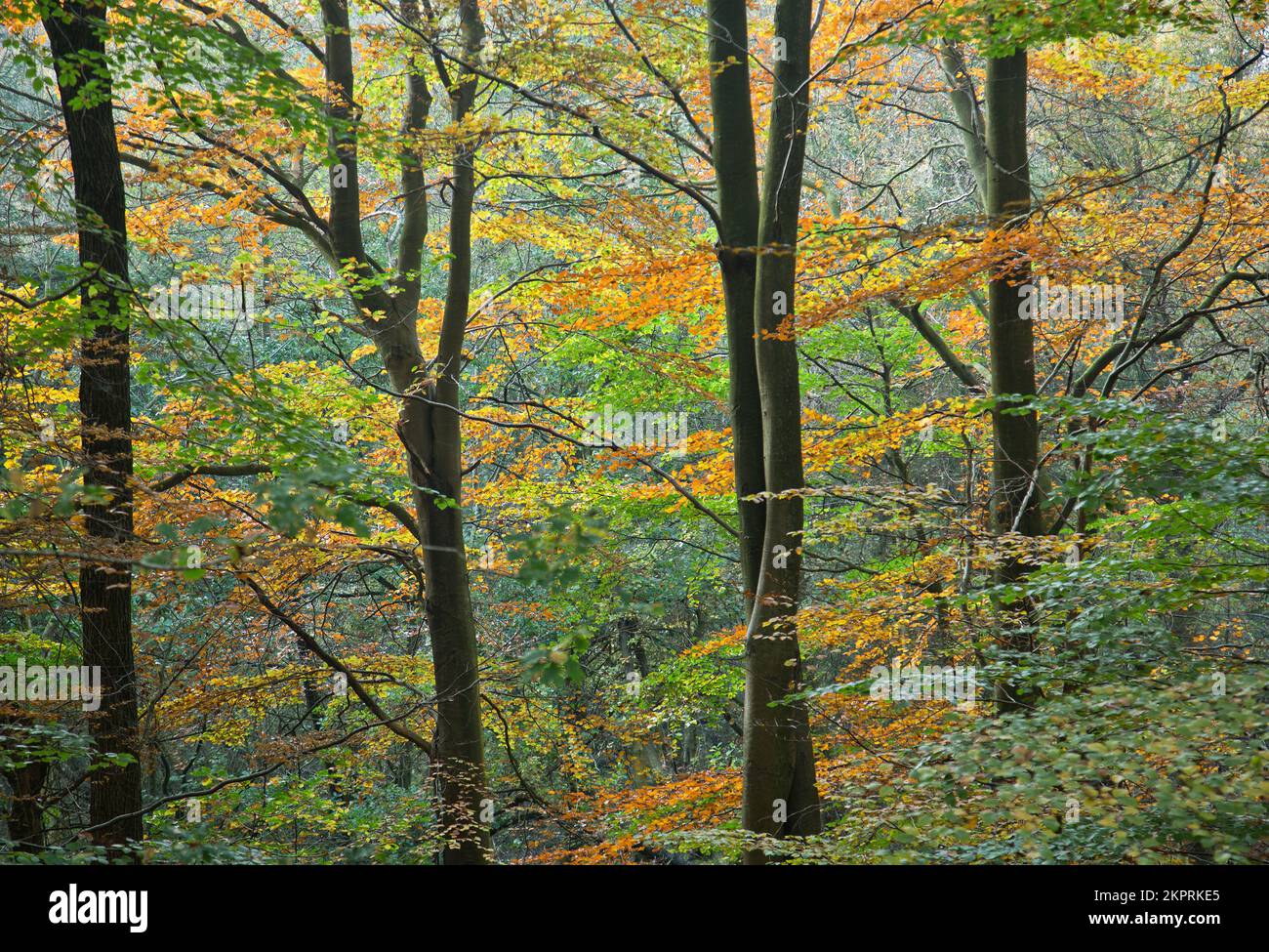 Deciduous woodland on Cannock Chase an Area of Outstanding Natural ...