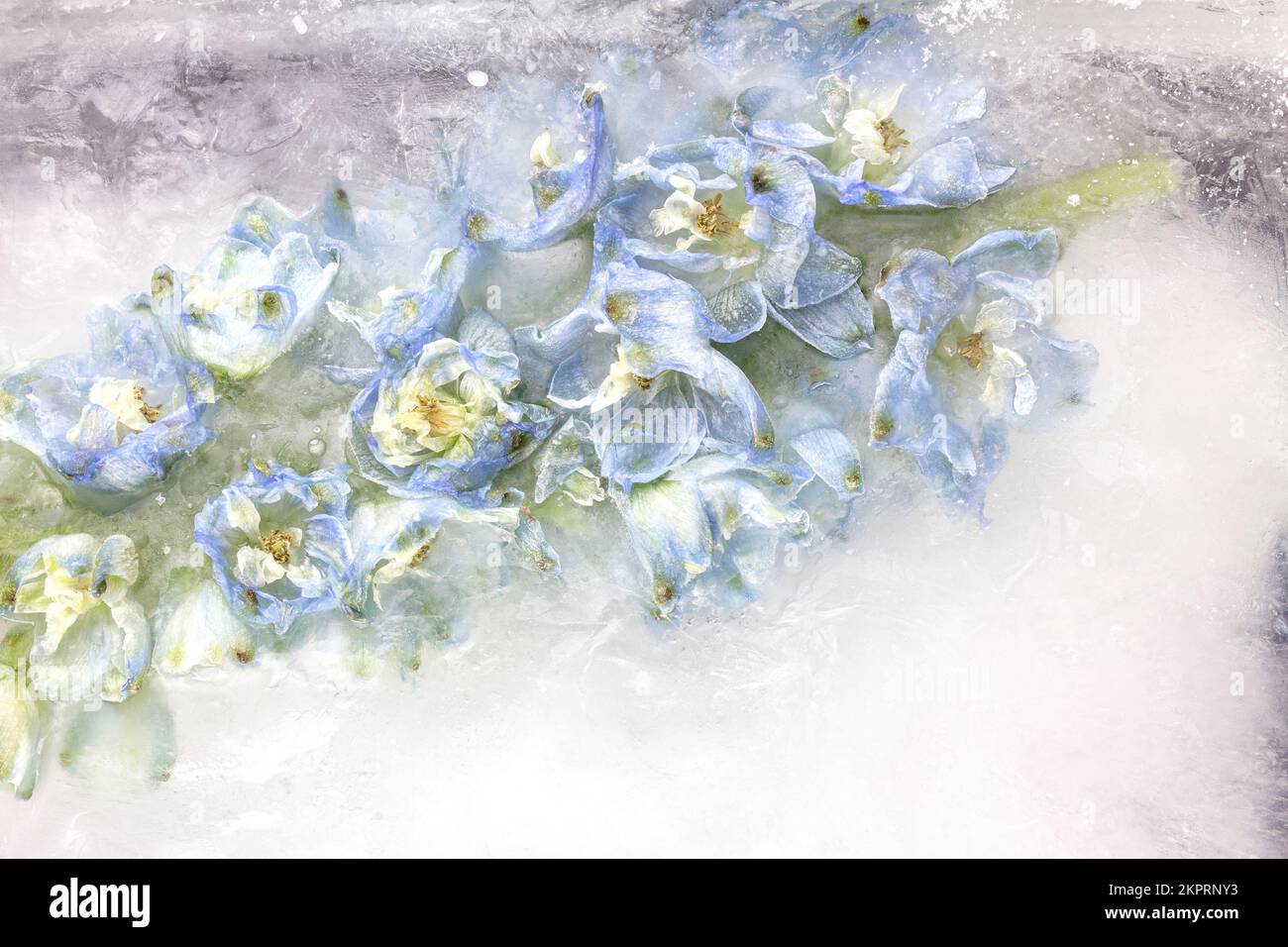 Frozen beautiful Delphinium cultorum flowers. Frozen fresh flowers with ...