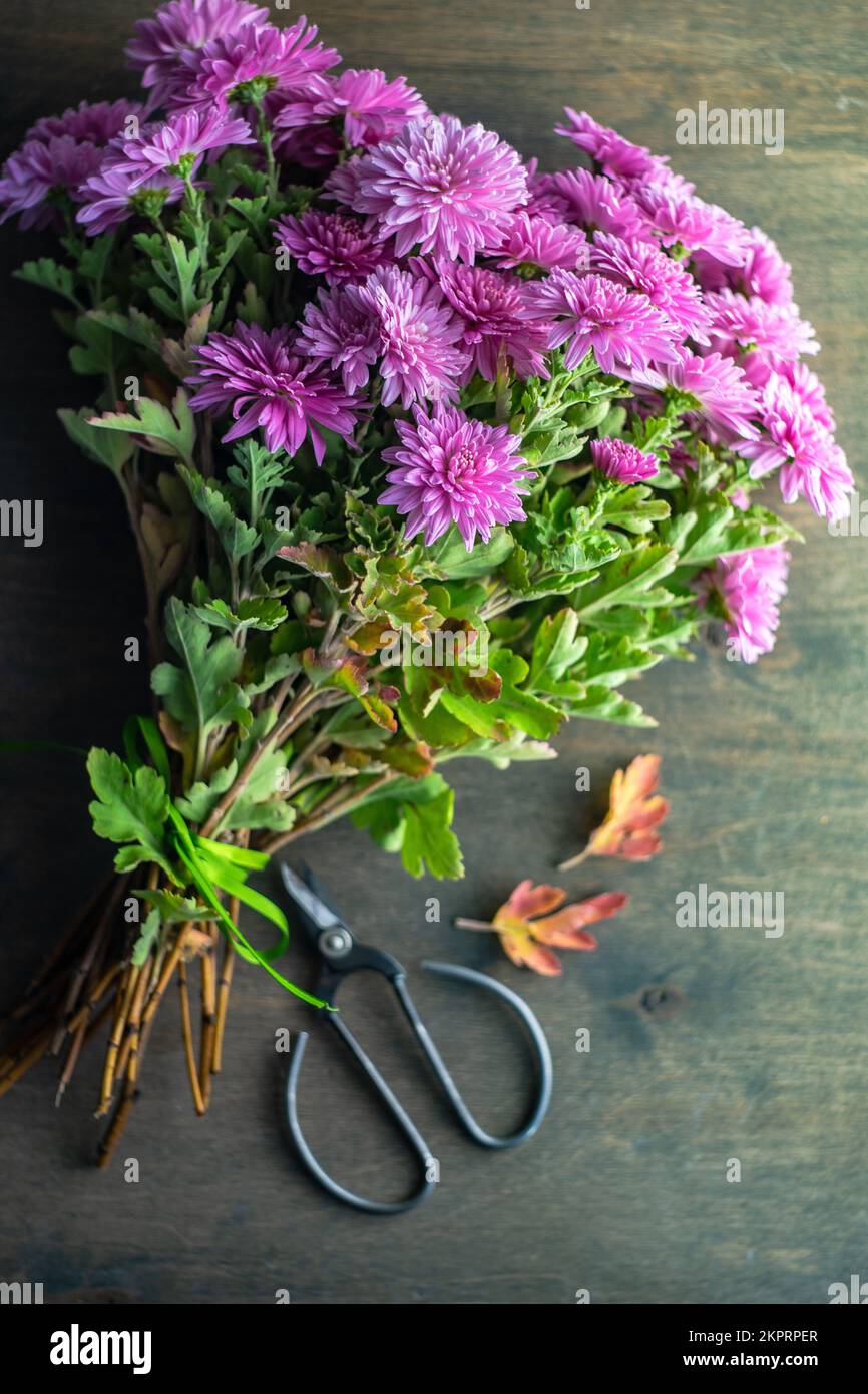 Overhead view of a bunch of purple Chrysanthemum flowers and scissors ...