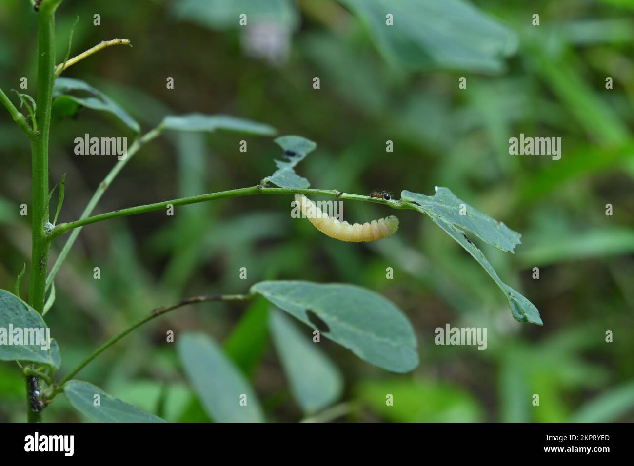 A dead caterpillar's body is hanging under a Cassia Tora leaflet.This ...