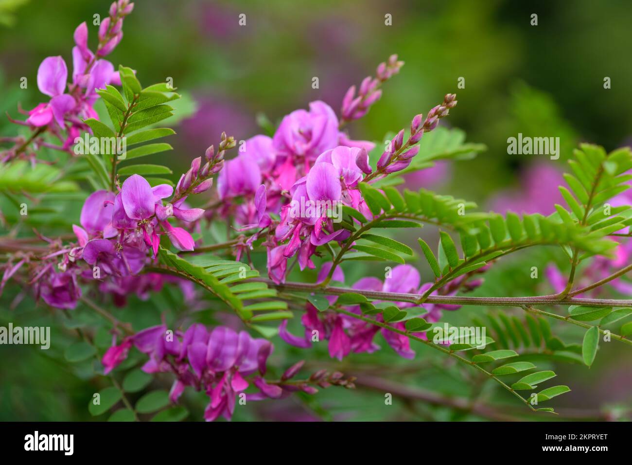 Close up of Himalayan indigo (indigofera himalayensis) flowers in bloom ...