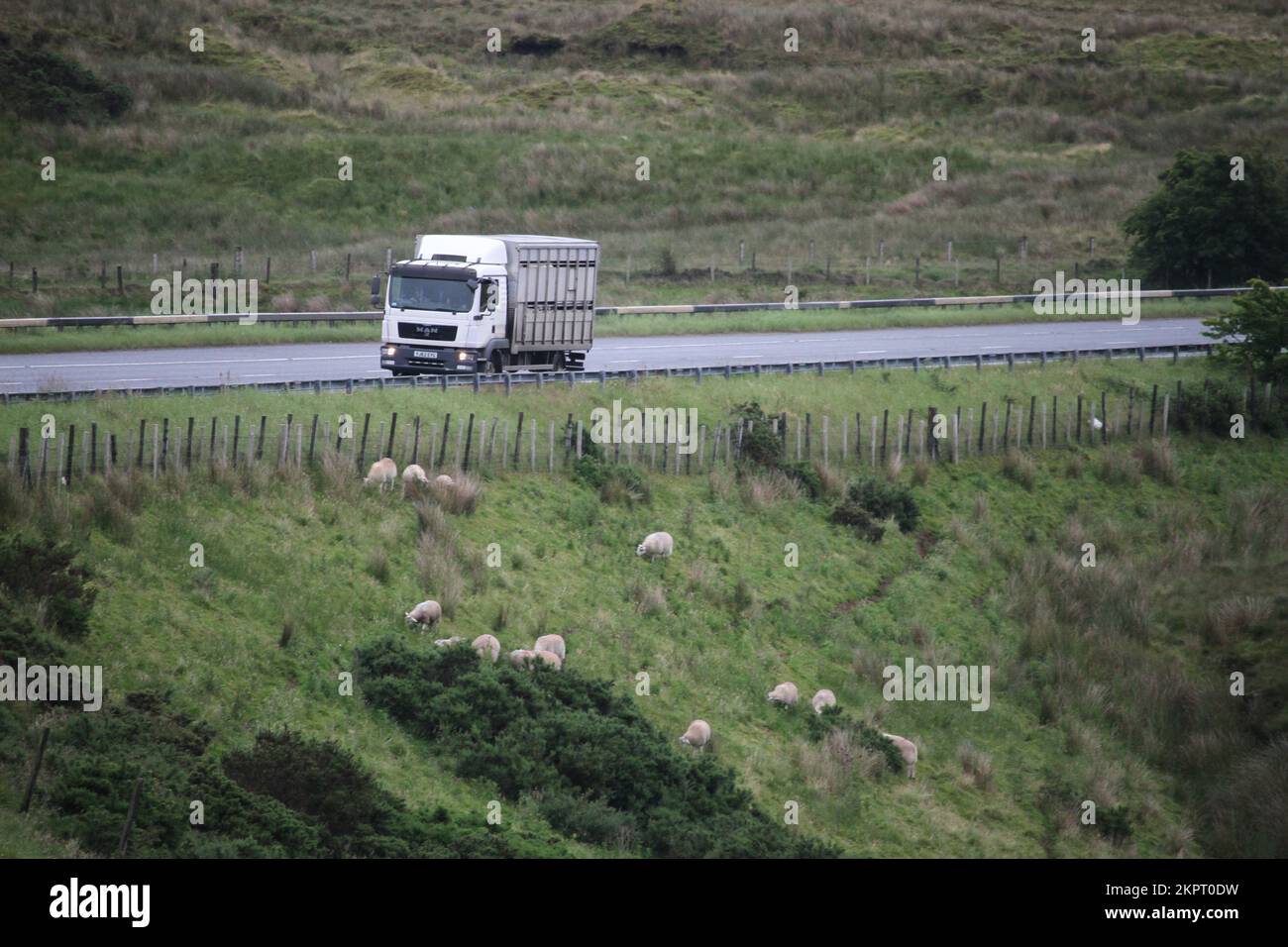 Cattle lorry drives past some sheep grazing at the edge of the A6 ...