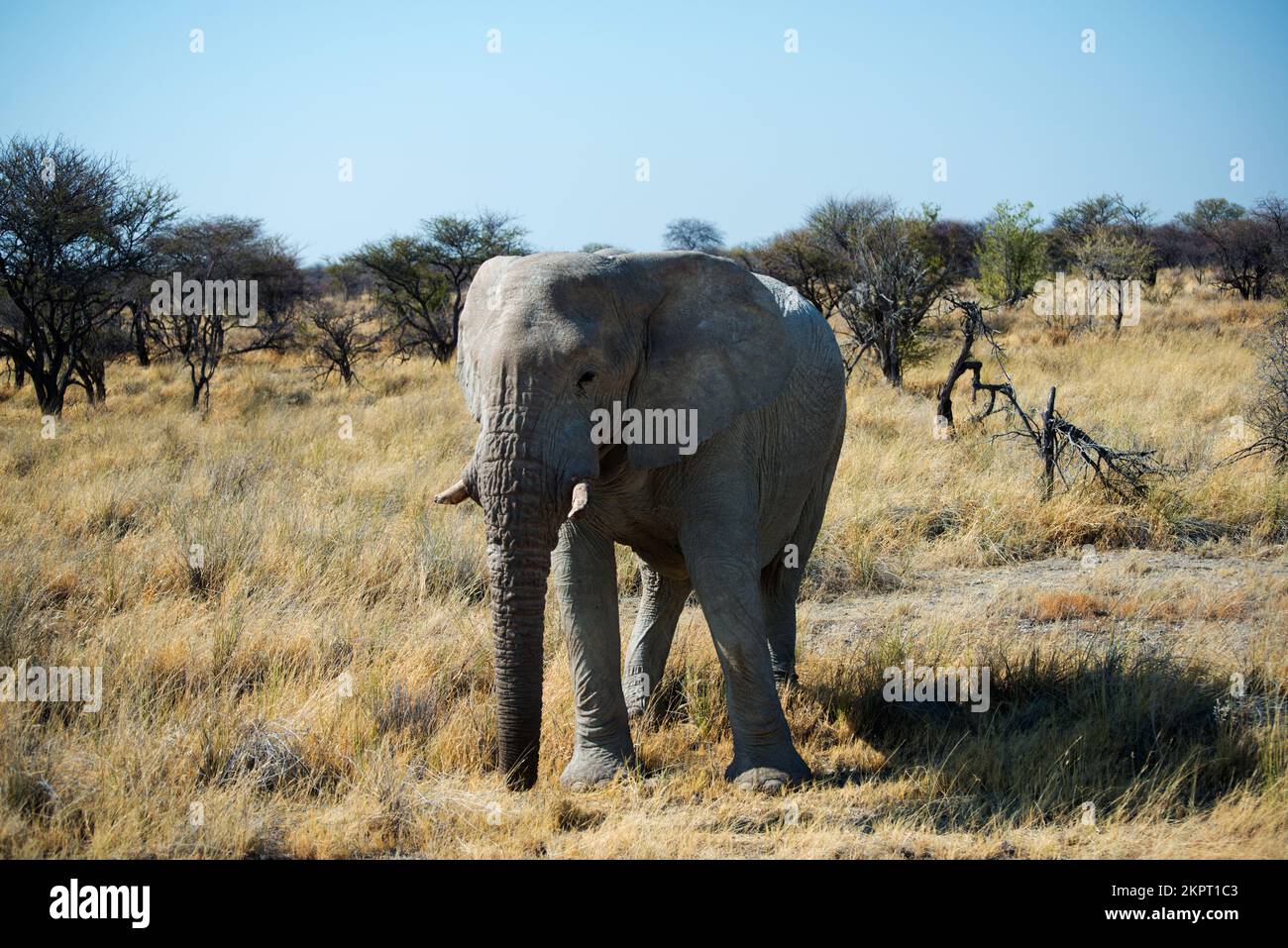 Big elephant in the namibian savannah. Africa Stock Photo - Alamy